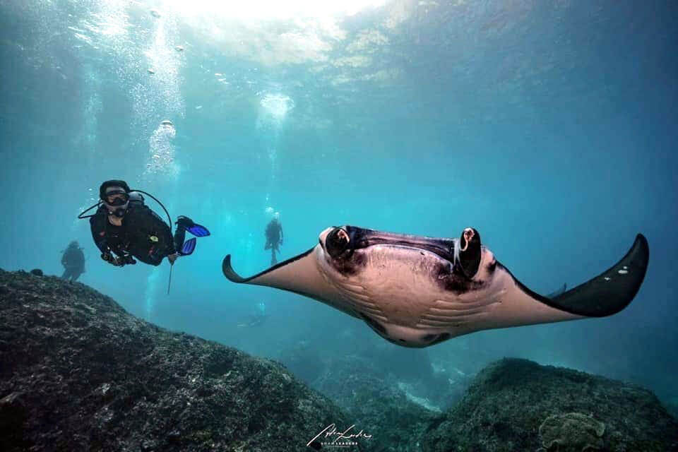 Scuba Diving in Bali and Everything You Need to Know - Nico Dives Cool Bali