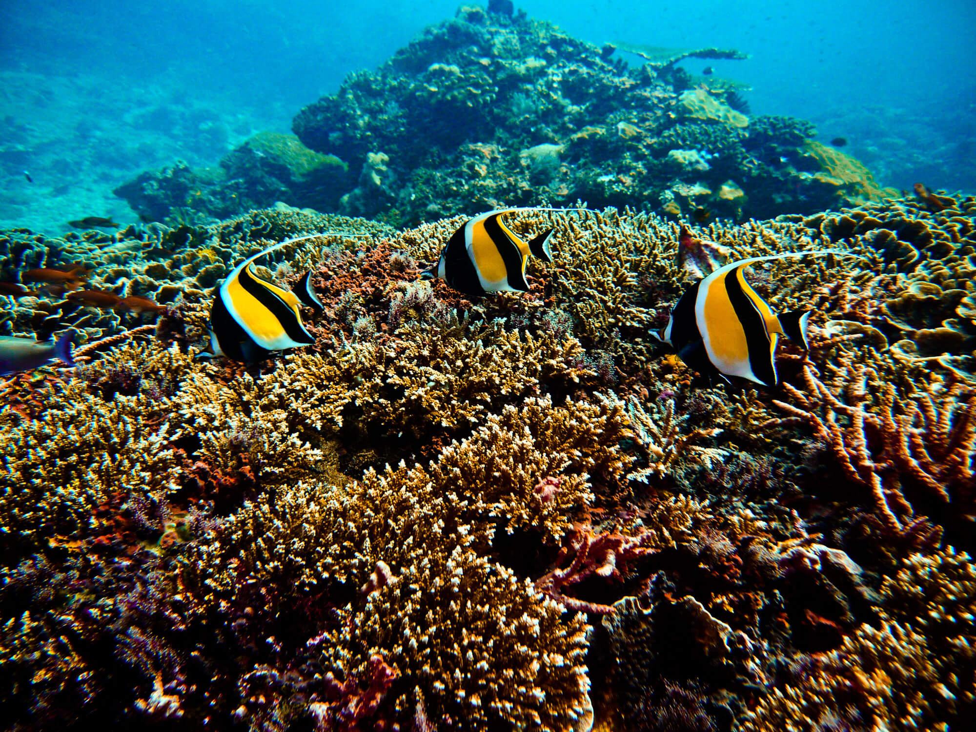 Ultimate Bali Diving Guide 2025 - Nico Dives Cool Bali